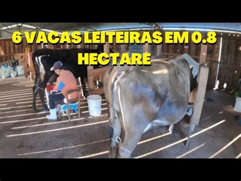 6 Vacas Leiteiras Produzindo 15 A 20 Litros Dia Em 0 8 Hectare E Uma