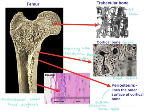 Mechanisms Of Bone Growth And Development Flashcards Quizlet