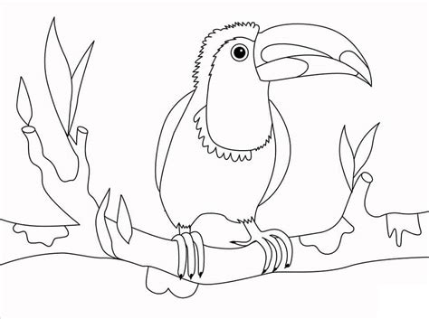 Dibujos de Tucán para colorear e imprimir ColoringOnly