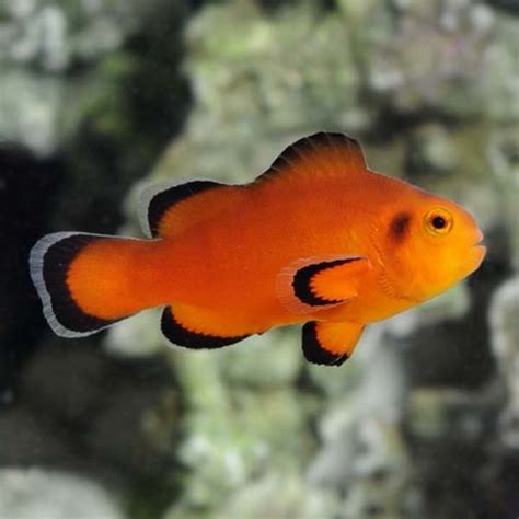 Clownfish Naked Amphiprion Ocellaris ACQUA Distribuidora
