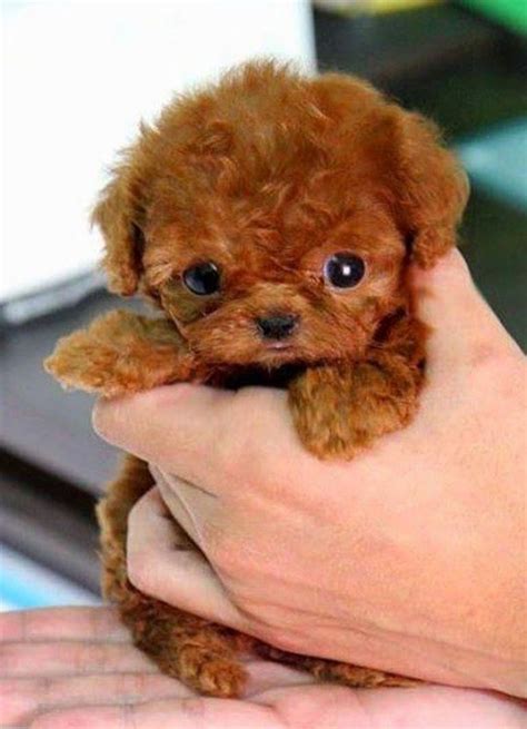 Owalo Design Baby Klein Susse Hunde