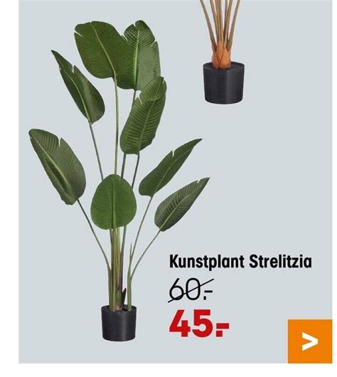 Kunstplant Strelitzia Aanbieding Bij Kwantum