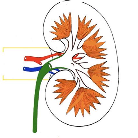 Histologie Tissu R Nal Cartes Quizlet