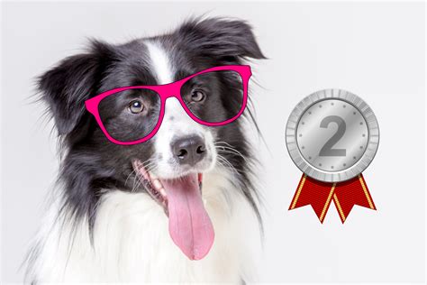 Estudo Revela Quais S O As Ra As De Cachorros Mais Inteligentes Border