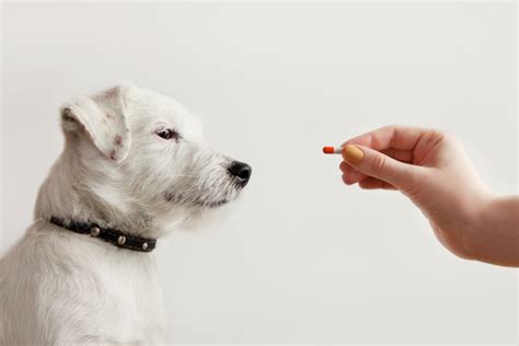 Donner un médicament à son chien Chien Vie et Santé