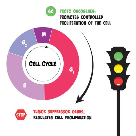 The Functions Of Proto Oncogenes And Tumor Suppressor Genes In The Cell
