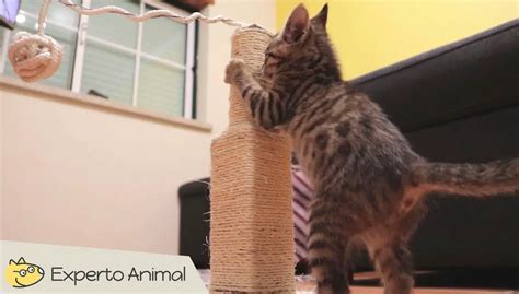 Rascador Casero Para Gatos Con Caja De Cartón