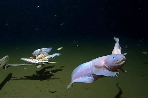 Snailfish Breaks World Record For Deepest Fish DIVE Magazine