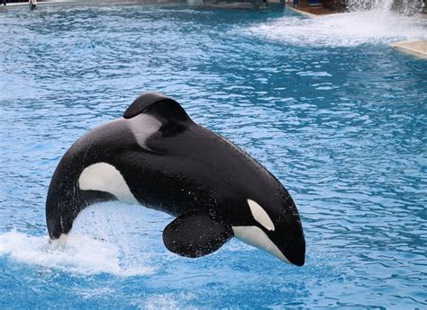 Killer Whale Free Stock Photo Public Domain Pictures