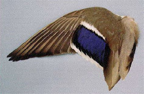 Waterfowl Wings Flashcards Quizlet