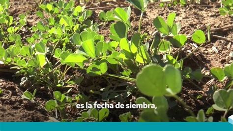 Complete Guide Plant ALFALFA In Rows For SUCCESSFUL Cultivation