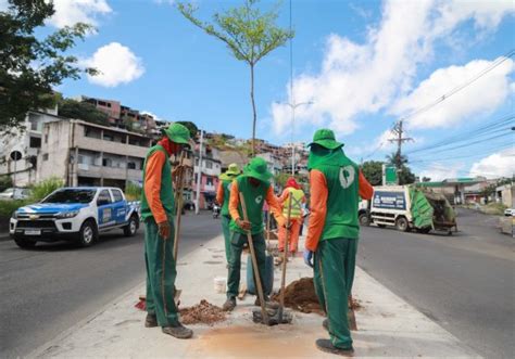 Bahia ba Prefeitura inicia replantio de 50 novas árvores na Avenida