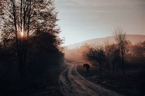 Nascer Do Sol Estrada Arvores Foto Gratuita No Pixabay Pixabay