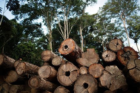 PF desarticula sistema de extração ilegal de madeira na Amazônia Rio