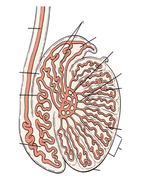Testes Tubules Structures Diagram Quizlet