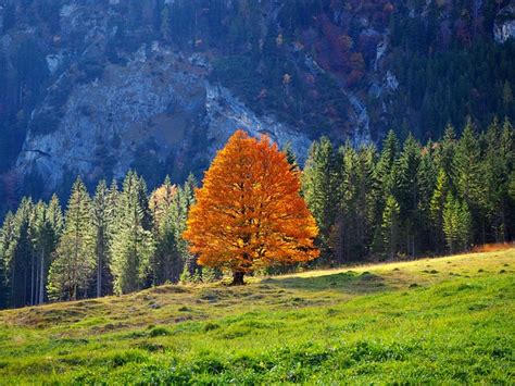 La Nature Arbre Érable Photo gratuite sur Pixabay Pixabay