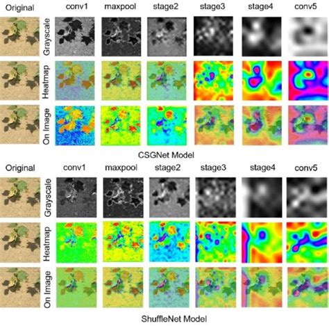 figure 5 from a lightweight convolutional neural network based method for cotton mosaic disease