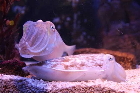 50 Cuttlefish Facts About The Great Chameleons Of The Sea Facts Net