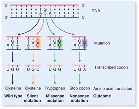 Mutations Flashcards Quizlet