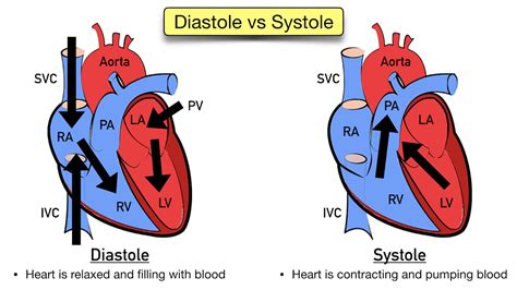 ECG Waveform Explained EKG Labeled Diagrams And Components