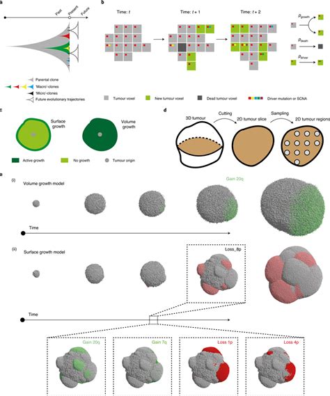 Construction Of In Silico Tumours A Schematic Illustrating Future