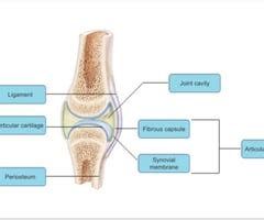 Art Labeling Activity Structure Of A Typical Synovial Joint