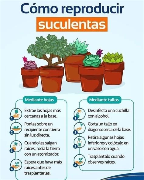 Como Hacer Sustrato Casero Para Suculentas Artofit