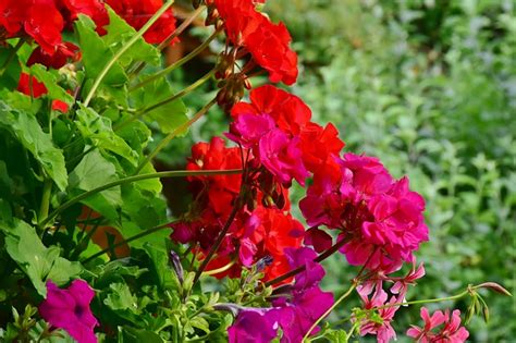 Begonia I Pelargonia Odmiany Wymagania Idealne Kwiaty Doniczkowe