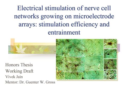 electrical stimulation of nerve cell networks growing on microelectrode arrays stimulation