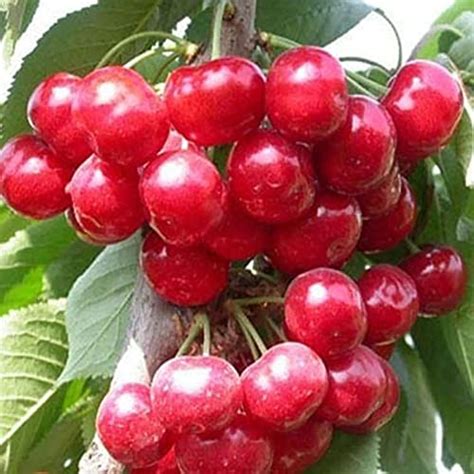 Cómo plantar un cerezo en el momento adecuado Fontaneria Lucero