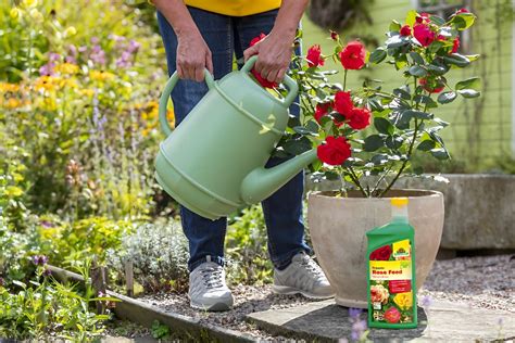15 Best Organic Rose Fertilizer For 2024 Storables