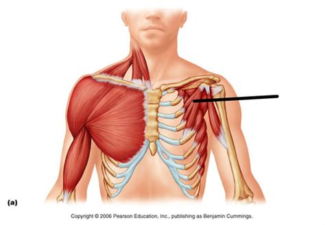 Muscles That Move The Pectoral Shoulder Girdle Flashcards Quizlet