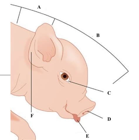Bio Ii Lab Fetal Pig External Anatomy And Digestive System