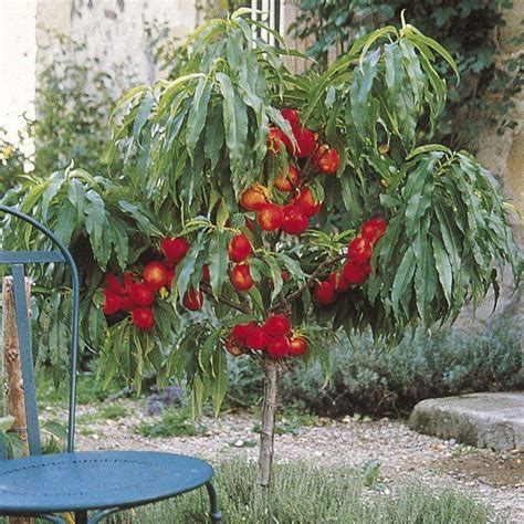 Épinglé sur Idées de jardinage