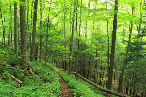 Image libre bois feuilles nature paysage arbre forêt sentier