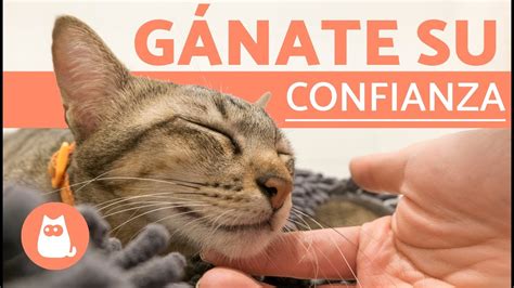 Cómo ganarse la confianza de un gato Arsveterinaria