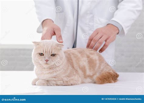 Gato En La Recepci N En El Veterinario Foto De Archivo Imagen De