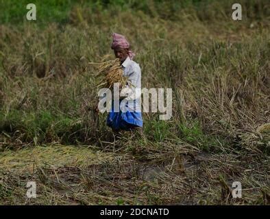 Removing Grass In The Paddy Rice Field Tamil Nadu India Stock Photo