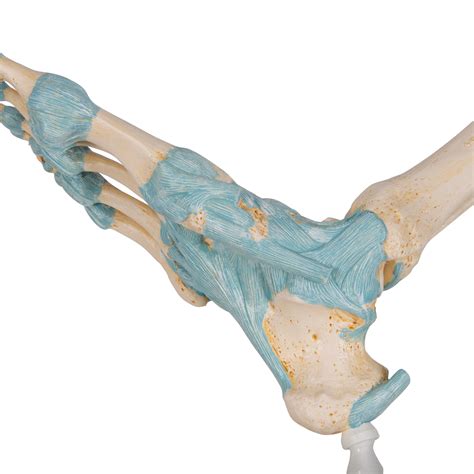 Modelo Del Esqueleto Del Pie Con Ligamentos 3B Smart Anatomy