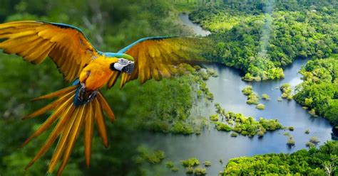 Departamentos de la Región Amazónica Tierra Colombiana
