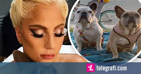 Nuk e mbajti premtimin Lady Gaga paditet nga gruaja që ia gjeti qentë