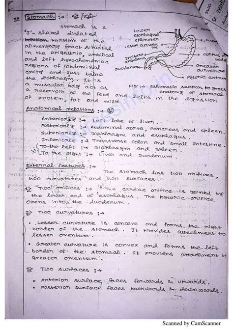BSc Nursing First Year Anatomy And Physiology Notes Book PDF