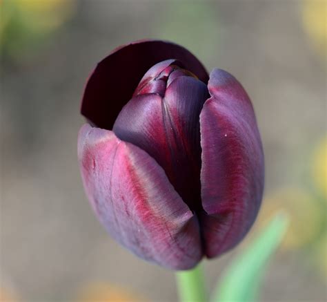 Free Images Blossom Flower Petal Tulip Flora Flowers Close Up