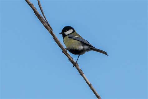 V Gel Natur Wildes Leben Open Kostenloses Foto Auf Pixabay Pixabay
