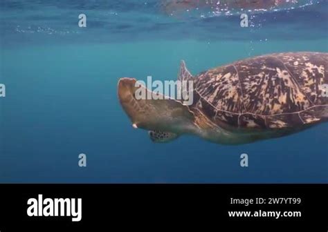 Green Sea Turtle Ascends To Breath At The Surface And Descends