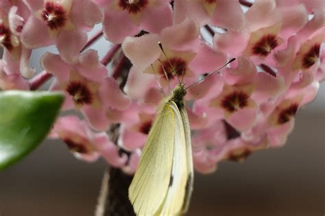 Owad Entomologia Motyl Darmowe zdjęcie na Pixabay Pixabay