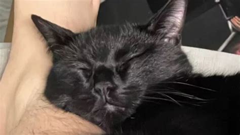 Lunai Il Gatto Medico Che Ha Anticipato La Diagnosi Di Infezione