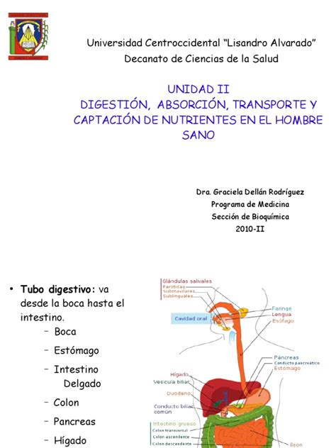 PDF Digestion Absorcion Medicina 1 Digesti Ón y Absorci Ón DOKUMEN TIPS