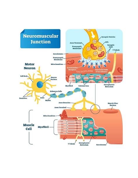 Neuromuscular Junction Labeled Quiz
