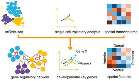 regulatory network characterization in development f1000research